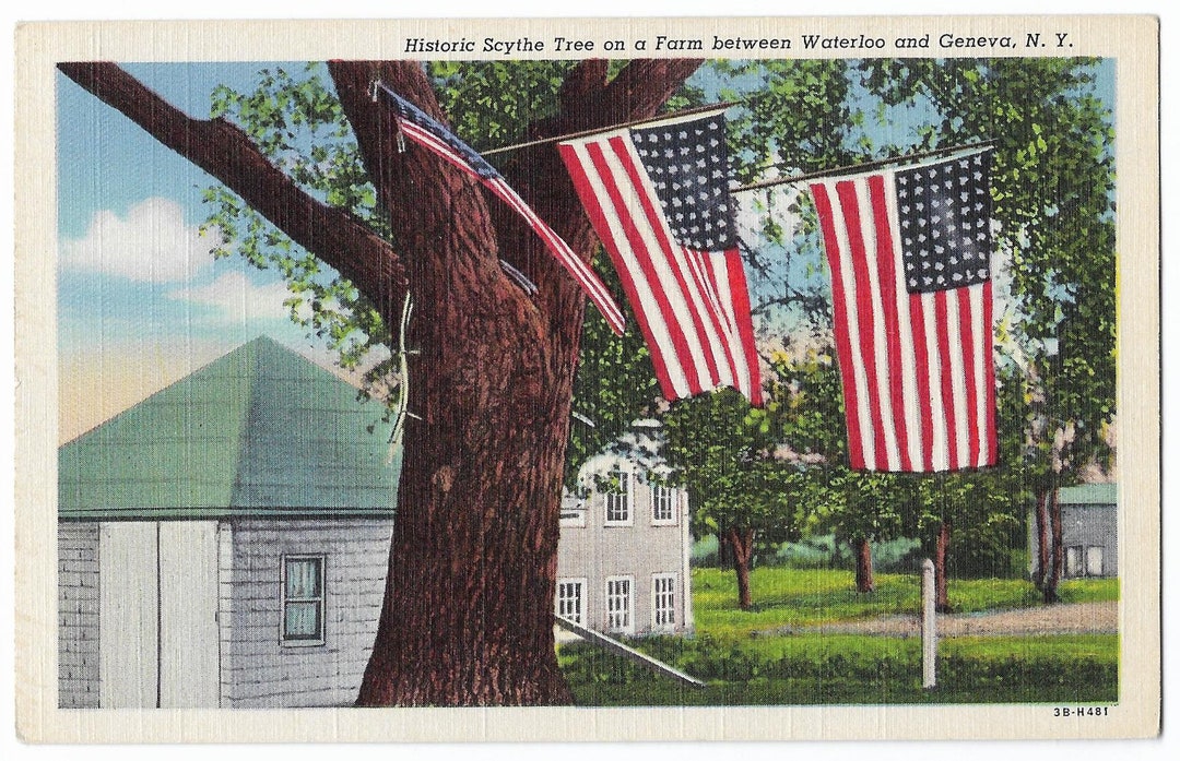 Scythe Tree & American Flags, 1930s Curteich Linen Postcard, Civil War ...