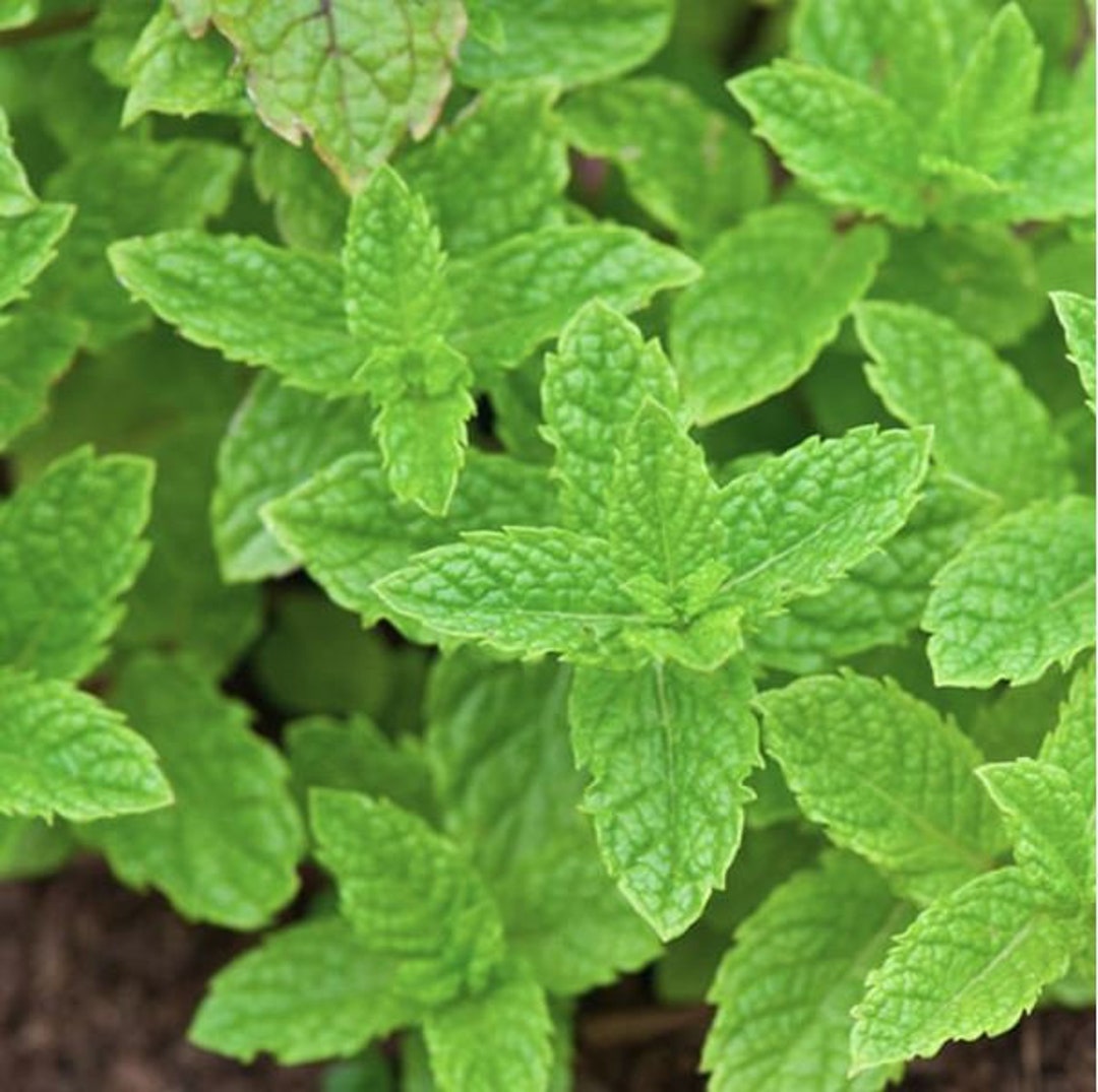 200 X Spearmint (mentha Viridis) Seeds - Fresh Premium Quality Seed ...