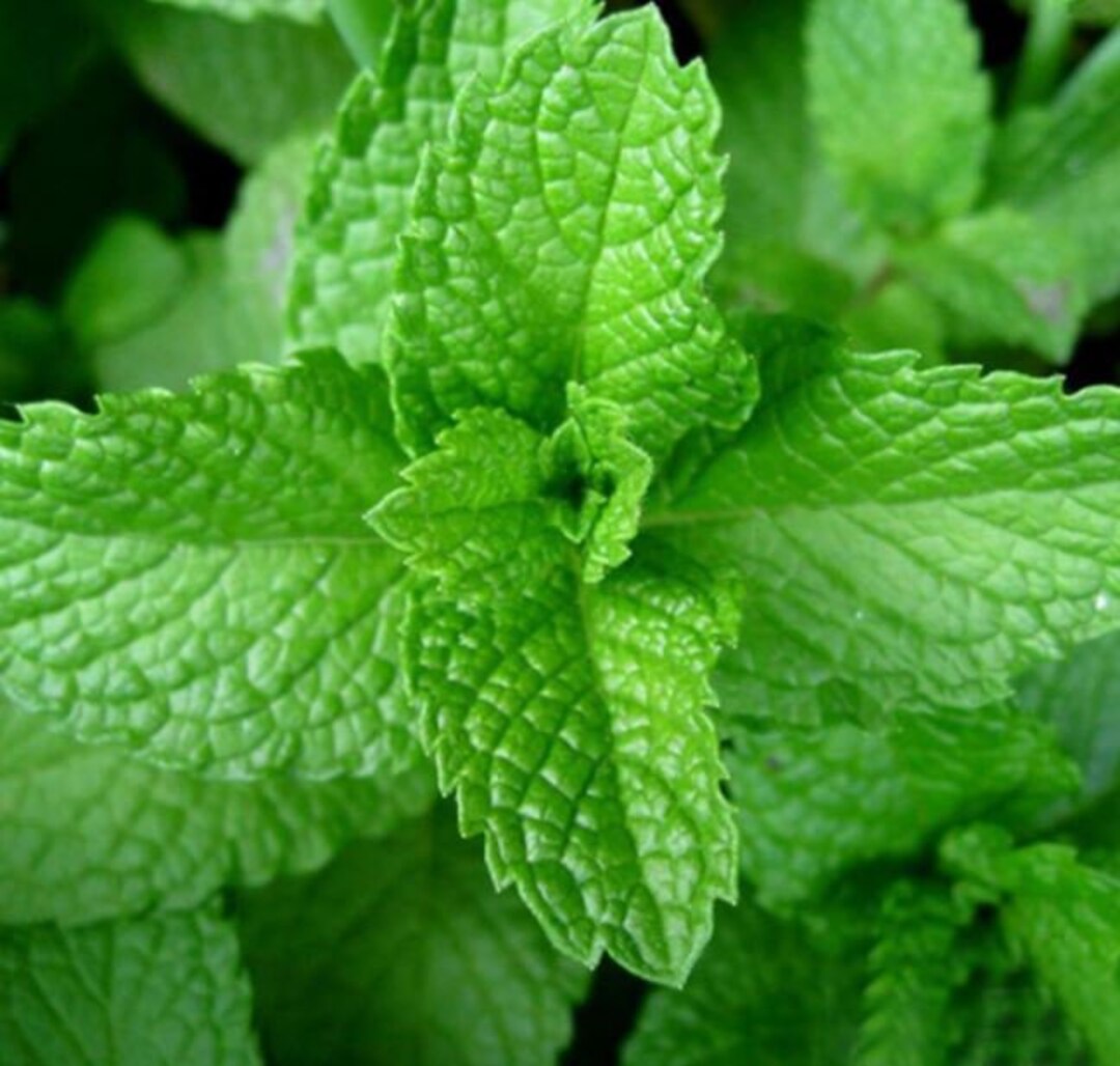 Garden Mint mentha Viridis Spearmint Seeds 200 Fresh Premium Quality ...