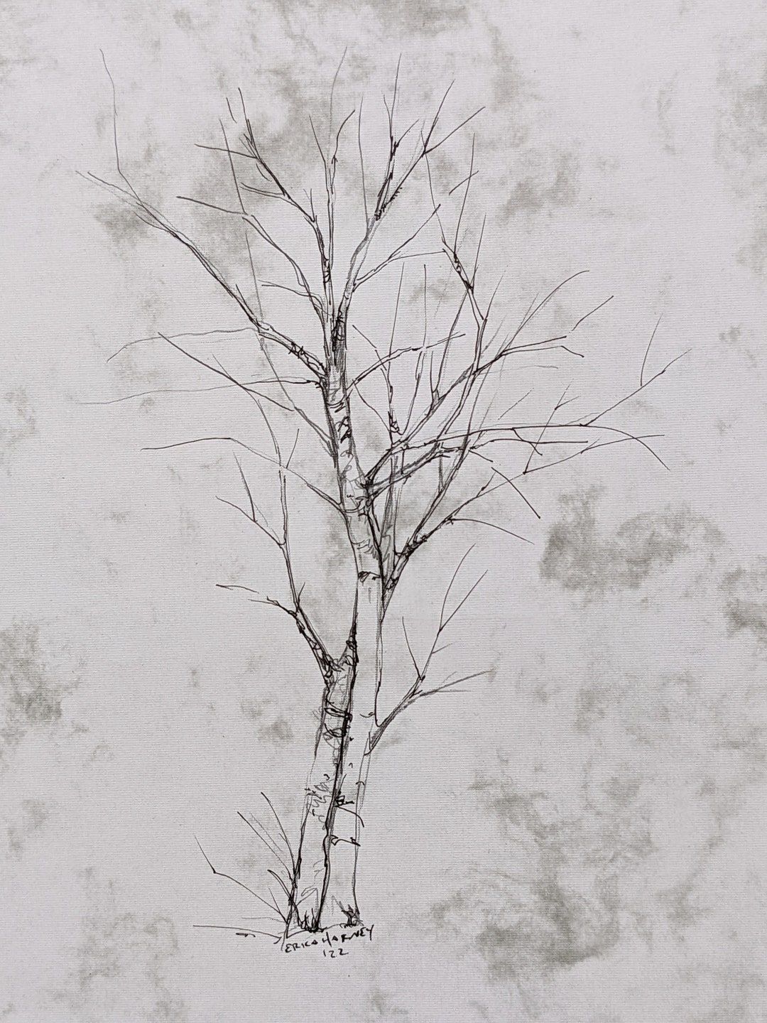 Original Birch Tree Drawing by Erica Harney Pencil and Ink - Etsy