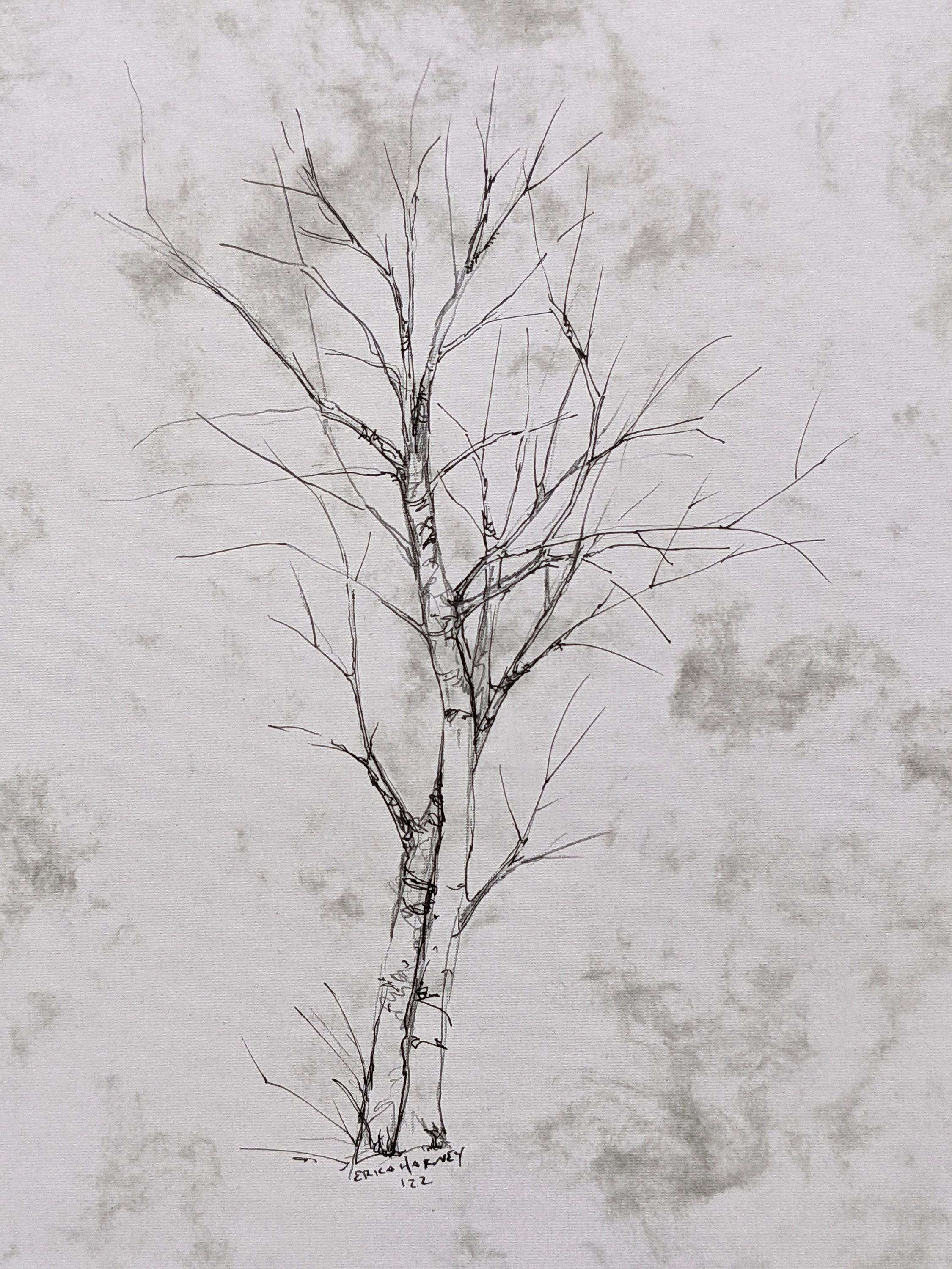 Birch Tree Illustration