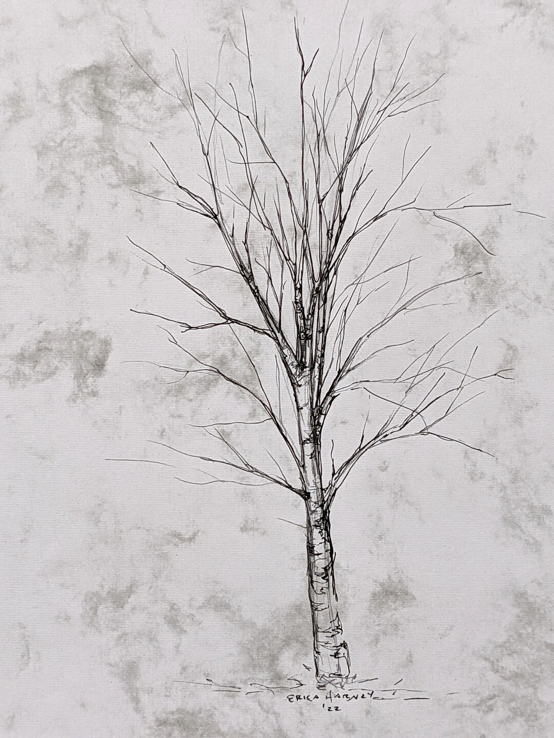 Original Handmade Drawing by Erica Harney, Birch Tree Pencil Ink ...