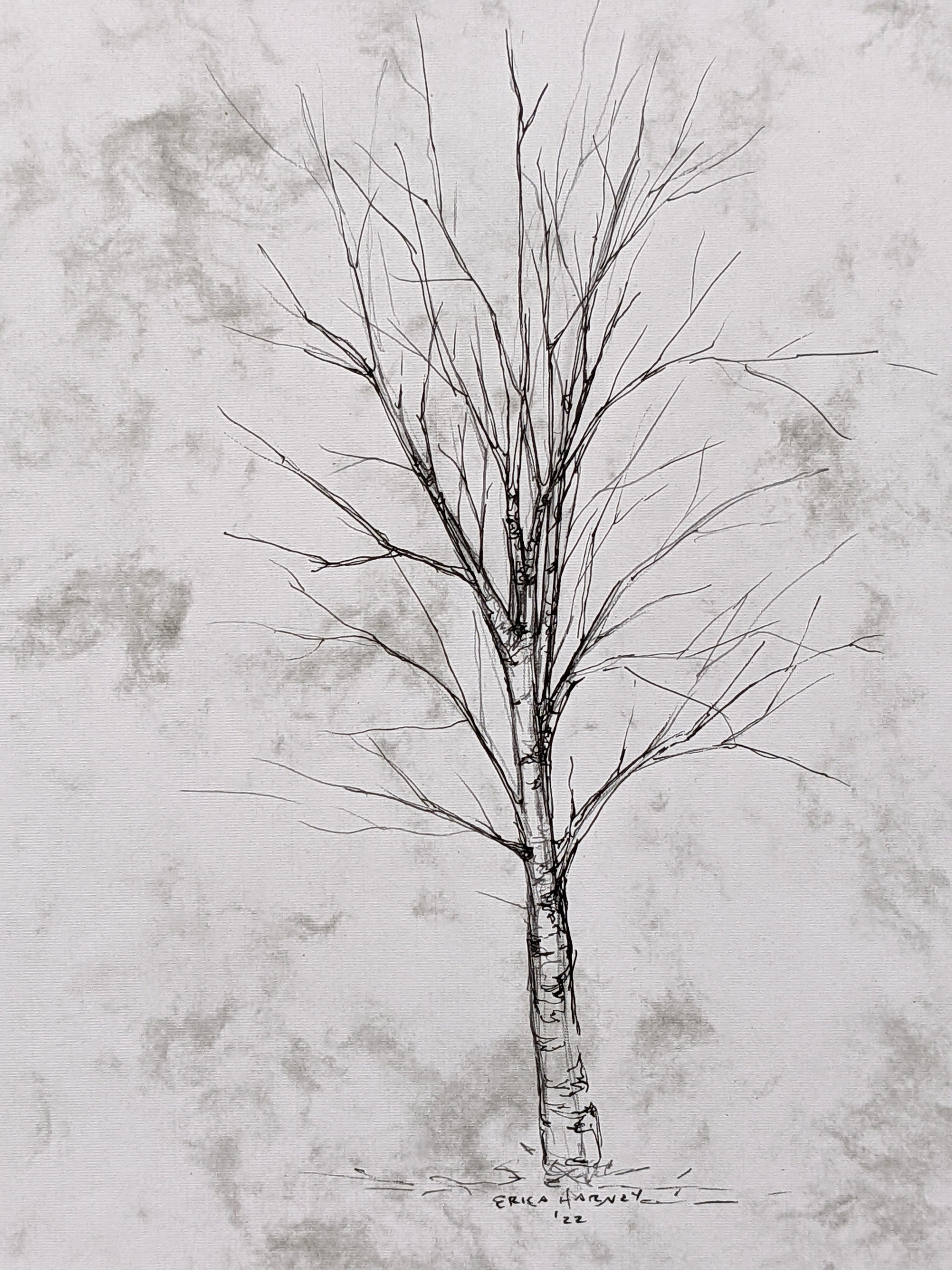 Original Birch Tree Sketch Pencil and Ink Drawing Birch Tree - Etsy