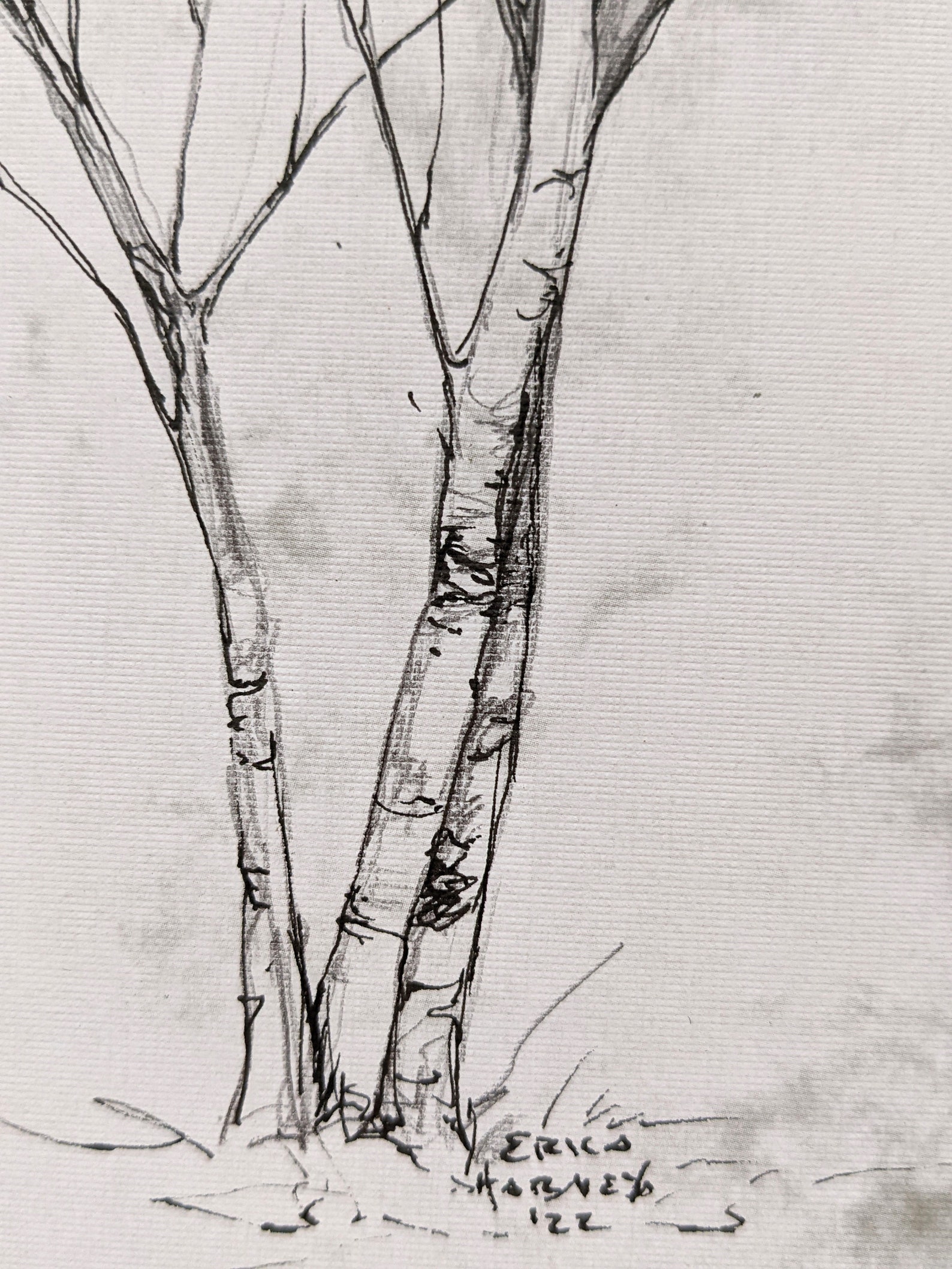 Original Birch Tree Drawing: Handmade Pencil & Ink Artwork. Hand-drawn ...