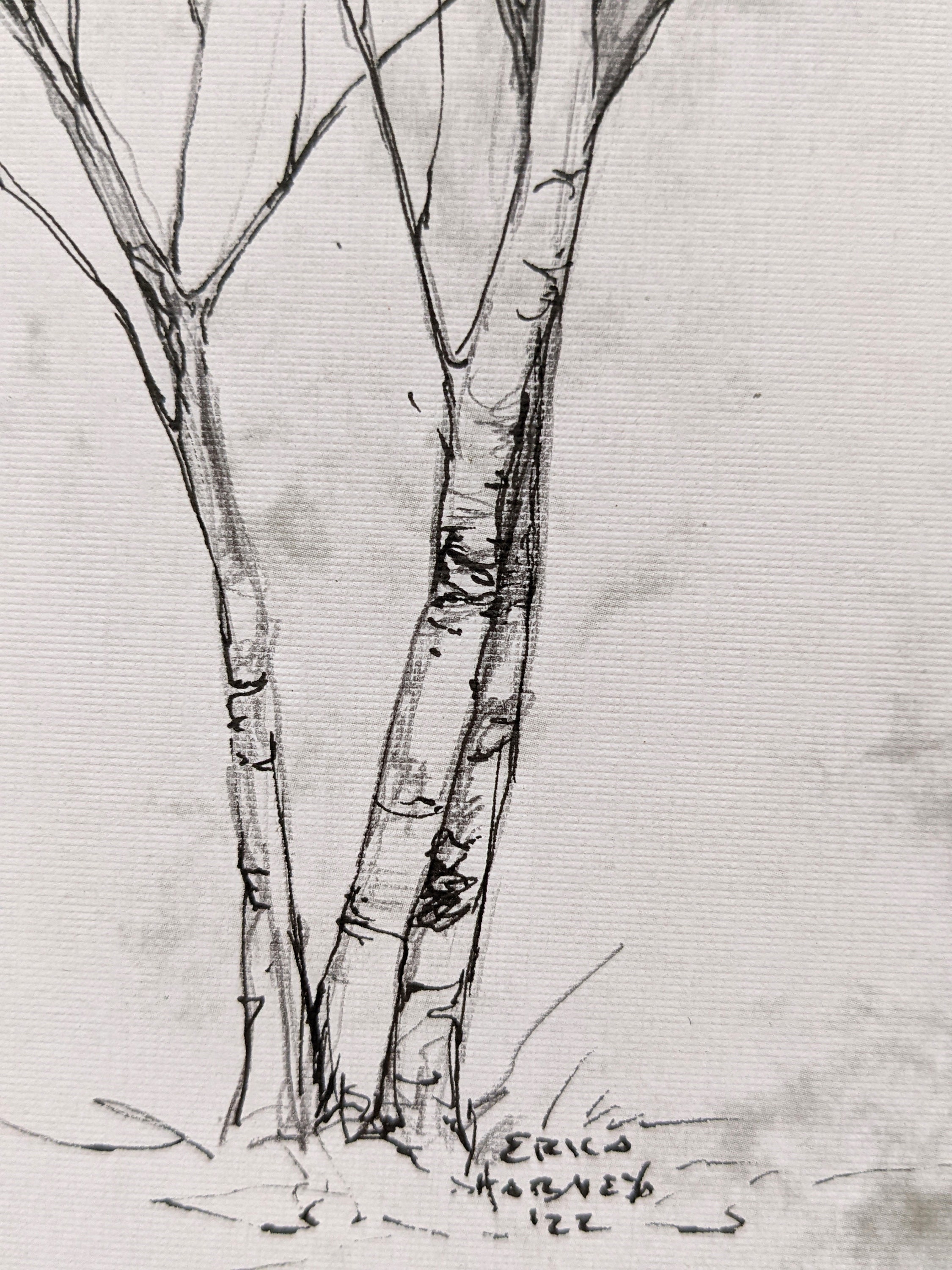 Original Birch Tree Drawing: Handmade Pencil & Ink Artwork. Hand-drawn ...
