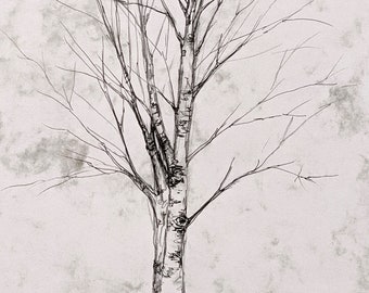 Original Birch Tree Drawing by Erica Harney, Pencil and Ink Drawing ...