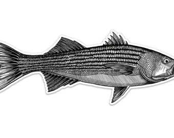 Striped bass decal | Etsy