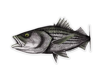 Striped bass decal | Etsy