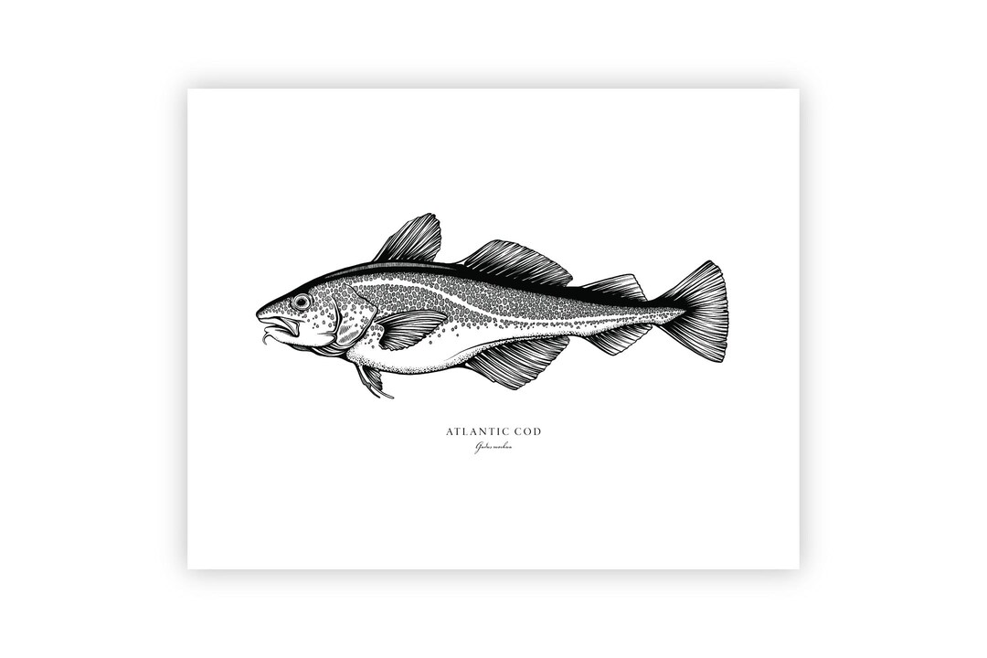 Atlantic Cod || Black and White Fine Art Print || Unframed - Etsy