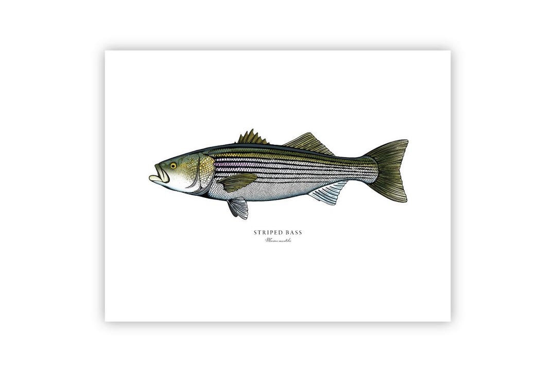 Striped Bass Fish Print || Coastal Wall Decor, Fine Art Fishing ...