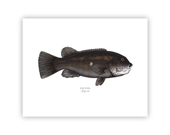 Fluke Fish Print || Coastal Wall Decor, Fine Art Fishing Illustration ...
