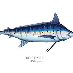 Blue Marlin || Color Fine Art Print - Etsy