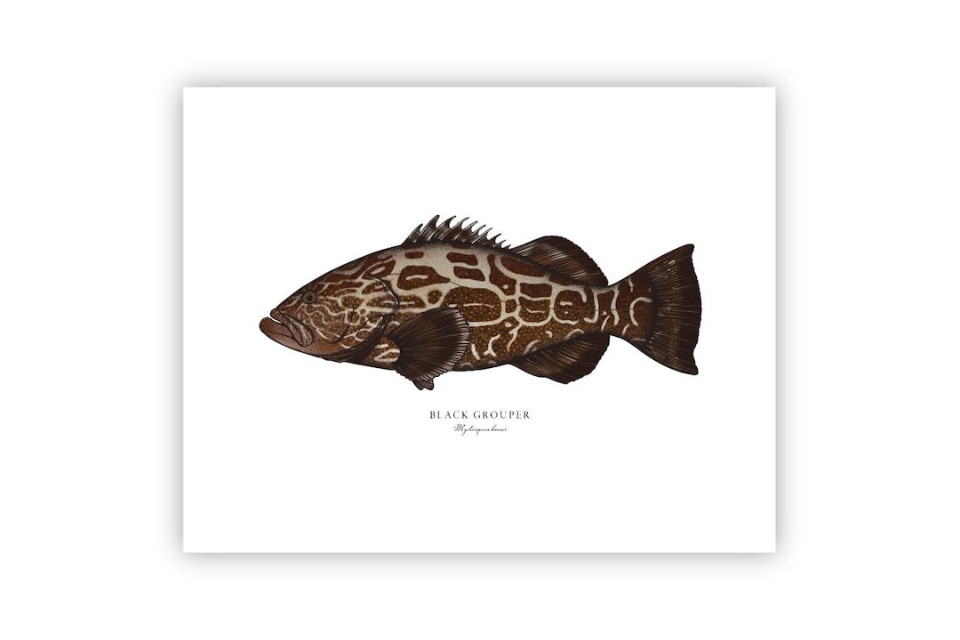 Black Grouper Fish Print || Coastal Wall Decor, Fine Art Fishing ...