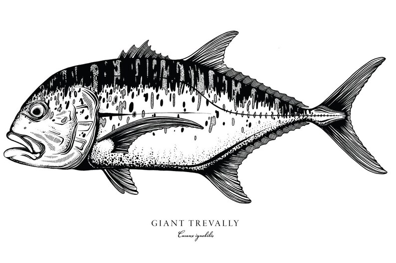 Giant Trevally || Black and White Fine Art Print || Unframed - Etsy