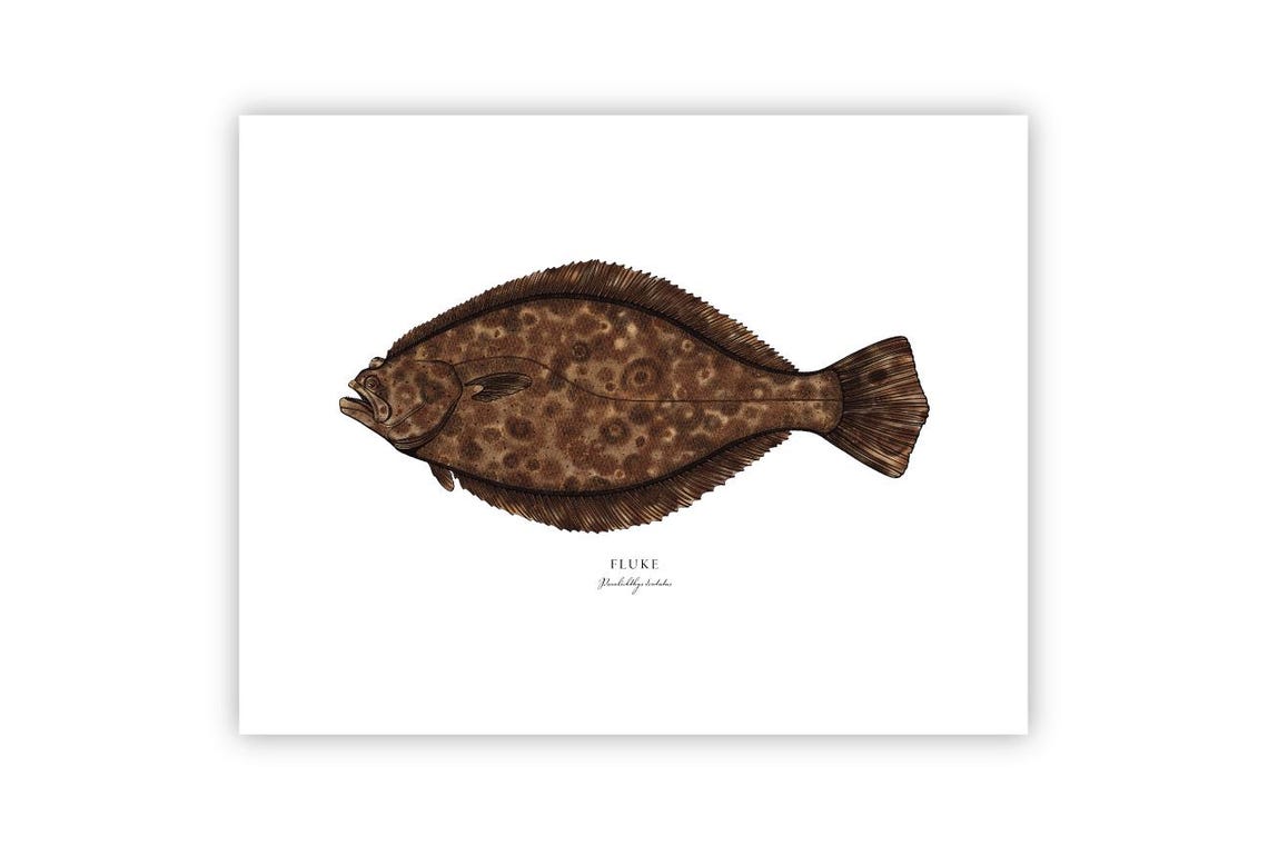 Fluke Fish Print || Coastal Wall Decor, Fine Art Fishing Illustration ...
