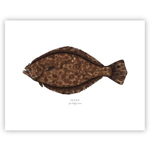 Fluke Fish Print || Coastal Wall Decor, Fine Art Fishing Illustration ...