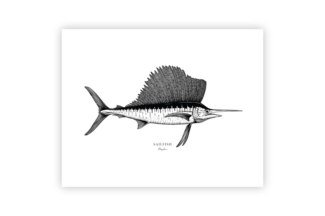 Sailfish || Black and White Fine Art Print || Unframed - Etsy