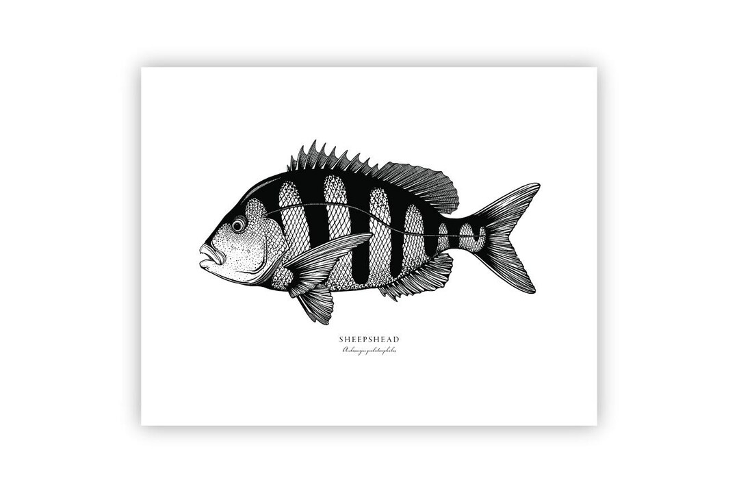 Sheepshead || Black and White Fine Art Print || Unframed - Etsy