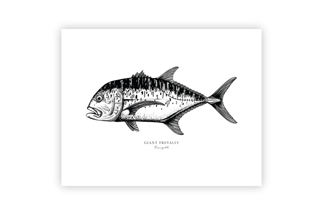 Giant Trevally Black and White Print Unframed, Hawaii Trevally Art ...