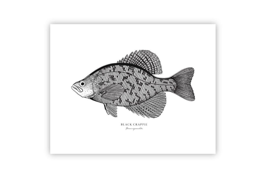Black Crappie || Black and White Fine Art Print || Unframed - Etsy