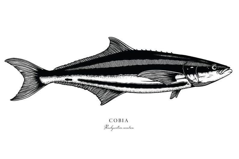 Cobia || Black and White Fine Art Print || Unframed - Etsy