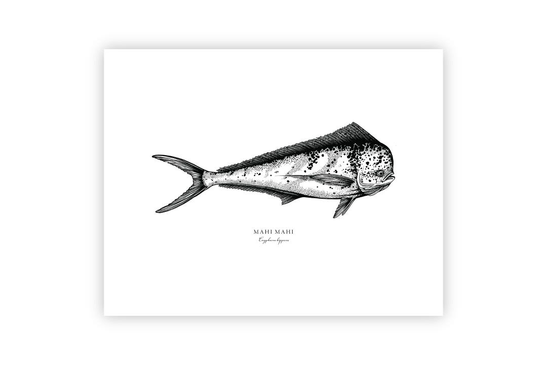 Mahi Mahi || Black and White Fine Art Print || Unframed - Etsy