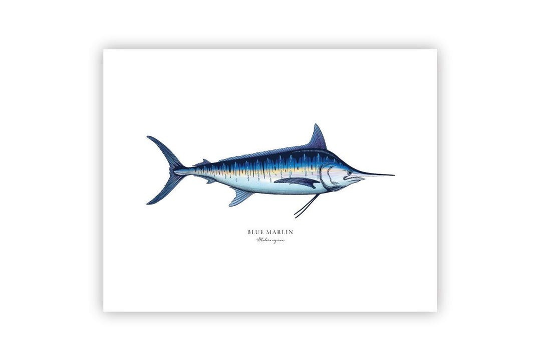 Blue Marlin Color Print 11x14 Unframed, Offshore Fishing Prints, Bill ...