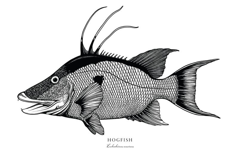 Hogfish || Black and White Fine Art Print || Unframed - Etsy