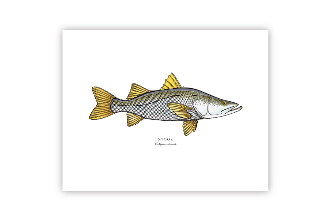 Snook Fish Art Print || Coastal Wall Decor, Fine Art Fishing ...