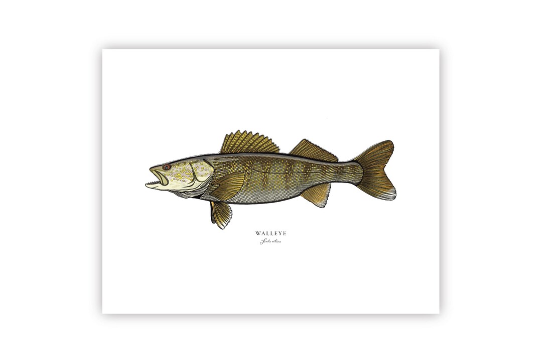 Walleye Fish Art Print || Hand Drawn Freshwater Fishing Illustration ...