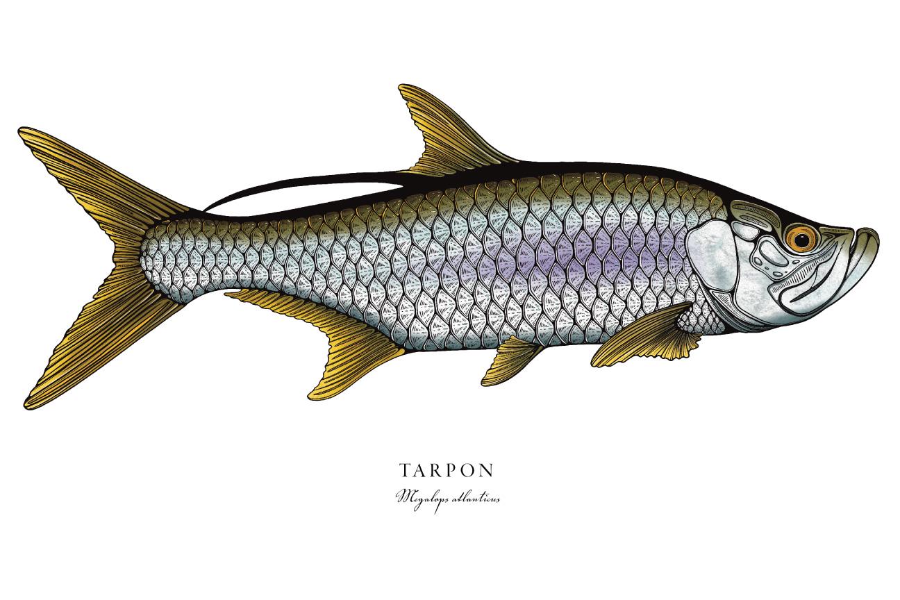 Tarpon Fish Art Print || Coastal Wall Decor, Fine Art Fishing ...