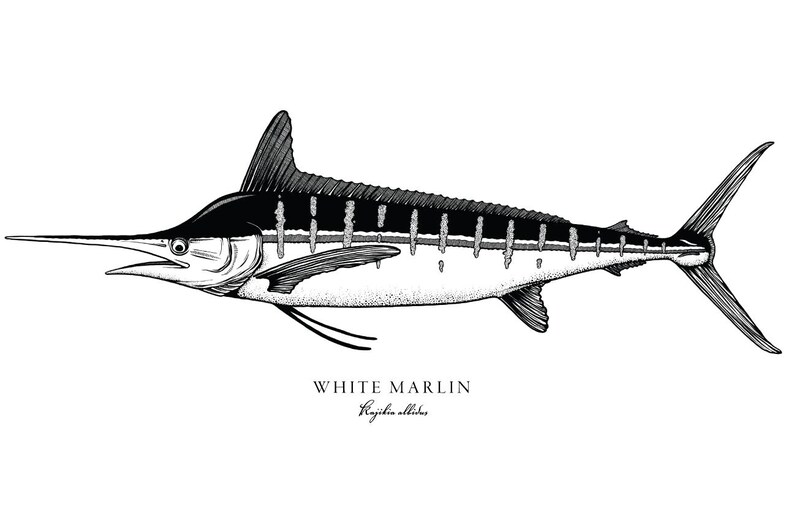 White Marlin || Black and White Fine Art Print || Unframed - Etsy