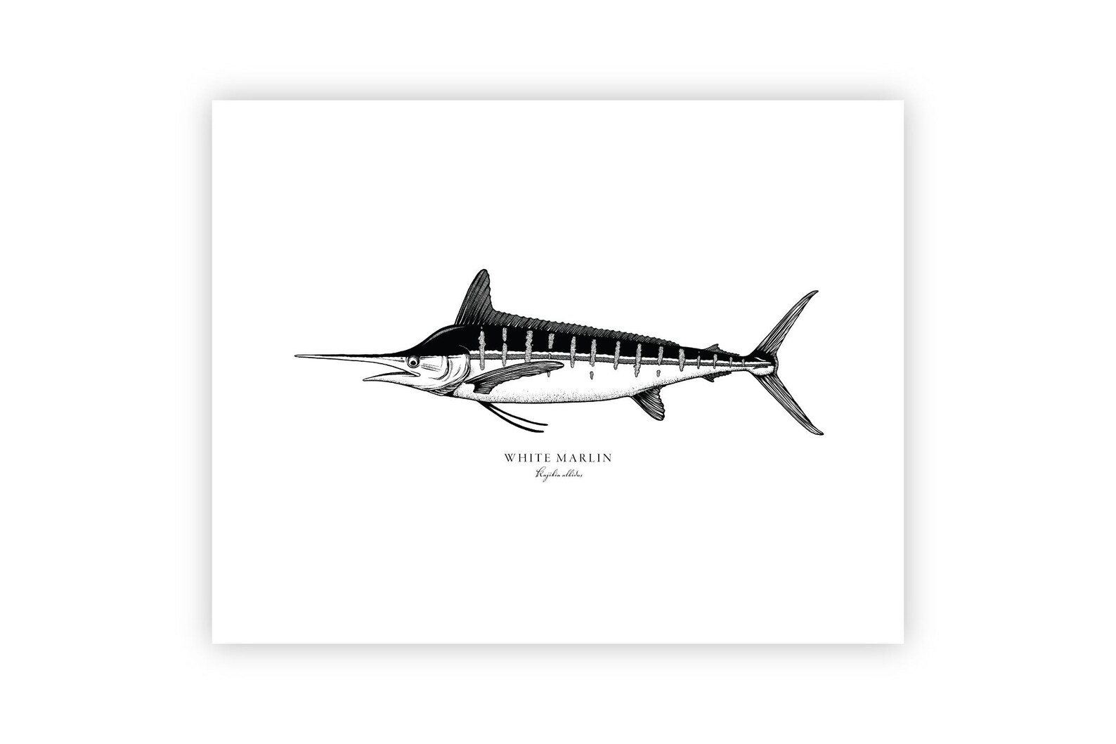 White Marlin || Black and White Fine Art Print || Unframed - Etsy