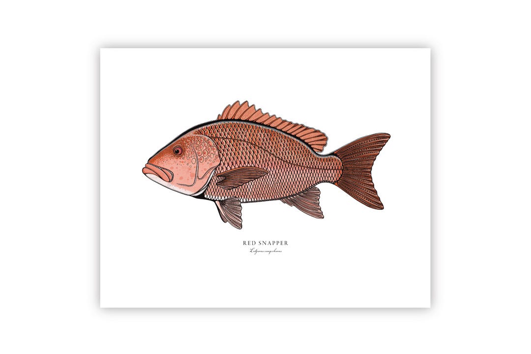 Red Snapper Color Print Unframed, Florida Fish Art, Coastal Design ...