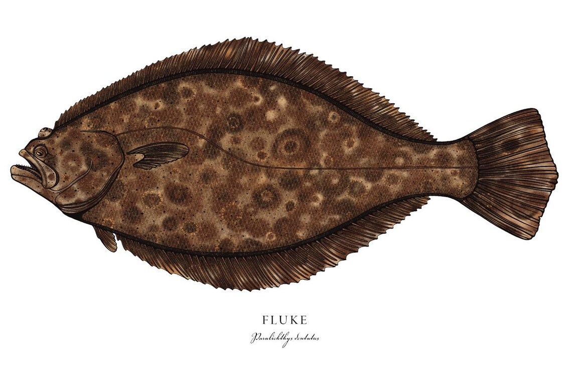 Fluke Fish Print || Coastal Wall Decor, Fine Art Fishing Illustration ...