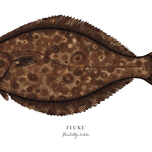 Fluke Fish Print || Coastal Wall Decor, Fine Art Fishing Illustration ...