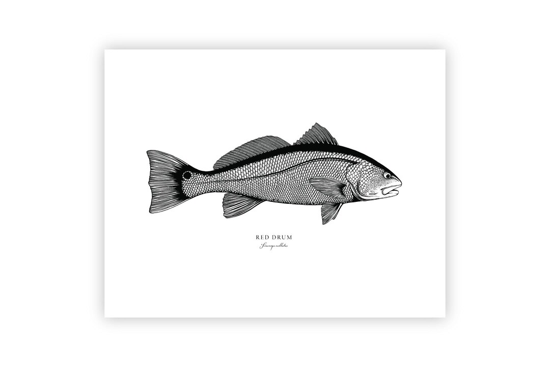 Redfish || Black and White Fine Art Print || Unframed - Etsy