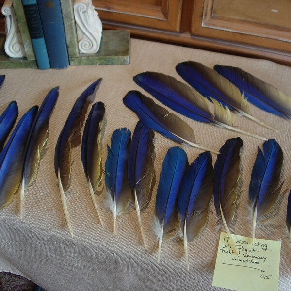 Wing Feathers - Etsy