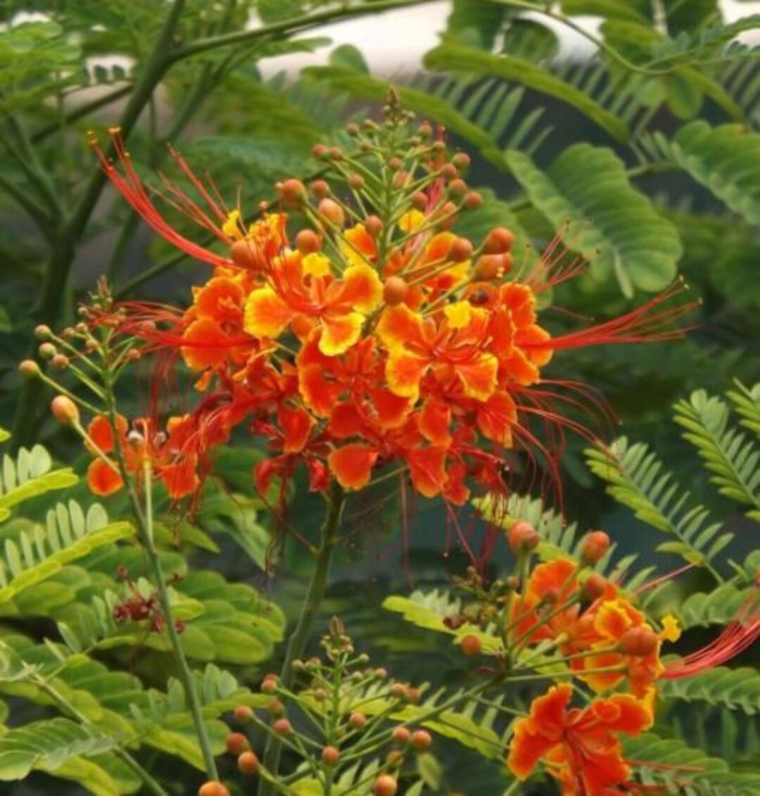 Pride of Barbados - Etsy