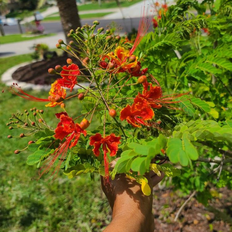 Pride of Barbados Plant - Etsy