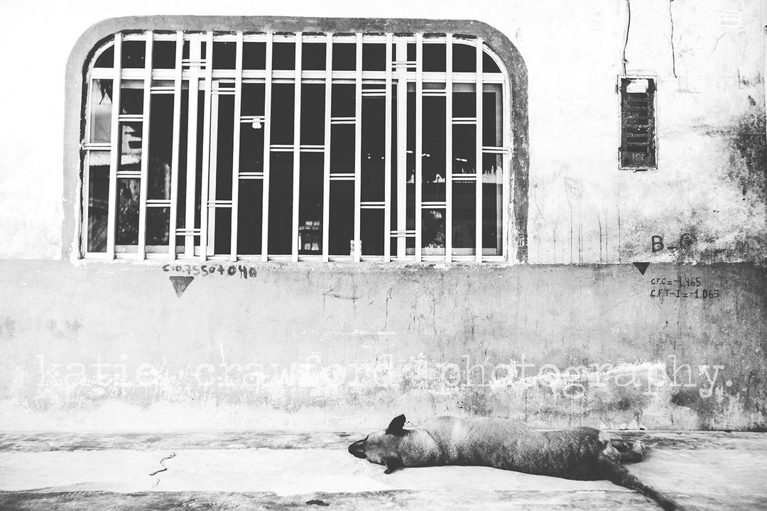 Peru Amazon Peruvian Street Dog People Travel Fine Art Print Portrait ...