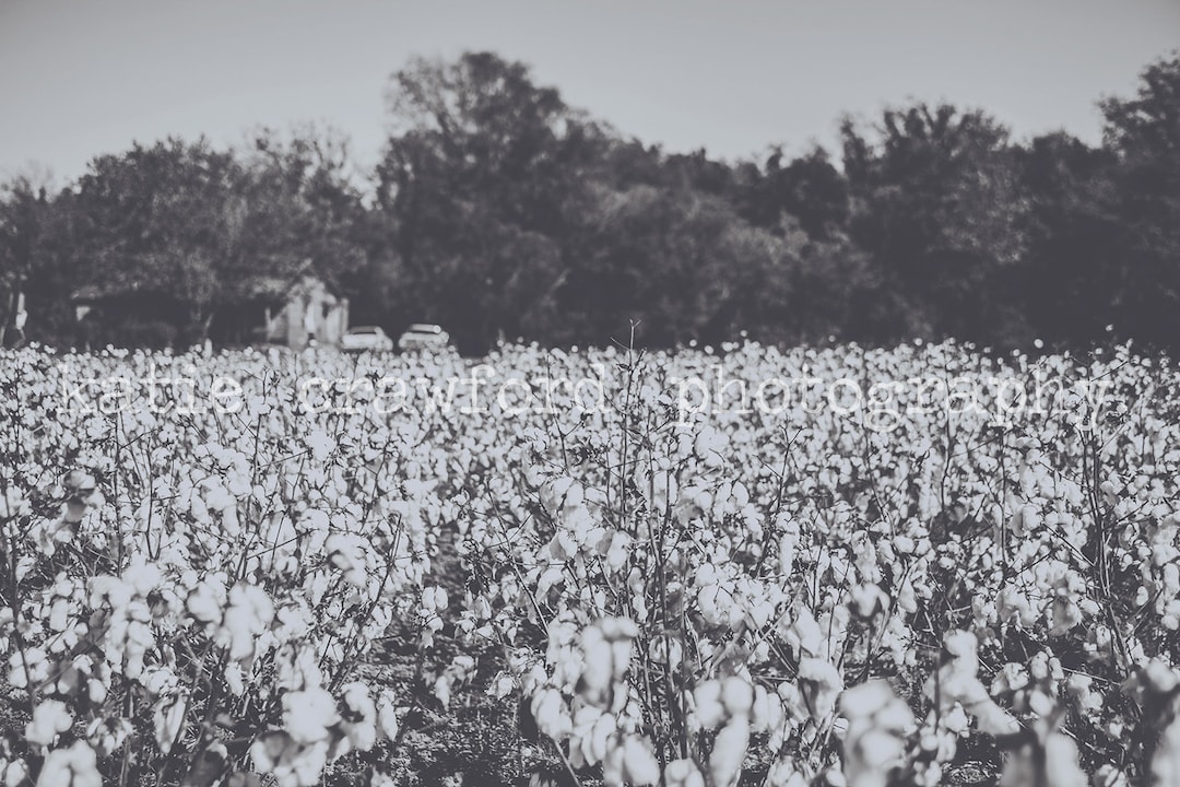 Cotton Field Mississippi Delta Black and White Fine Art Print ...