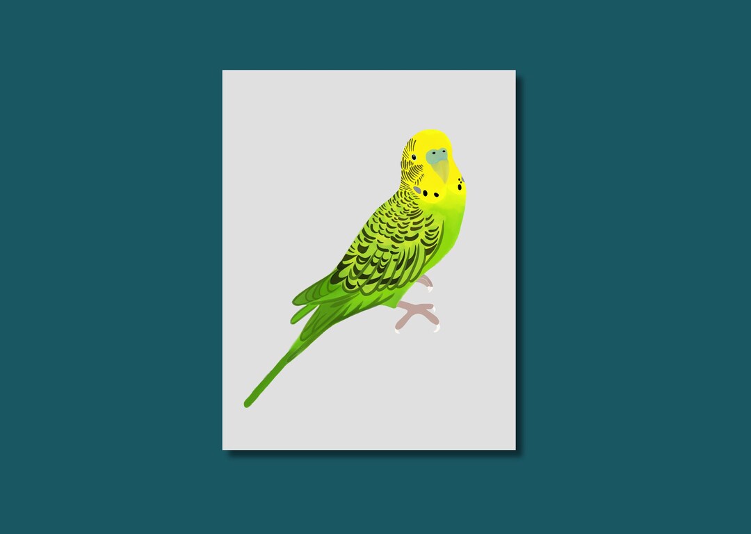 Budgie Illustration Print Digital Download Colorful Bird Wall Art ...