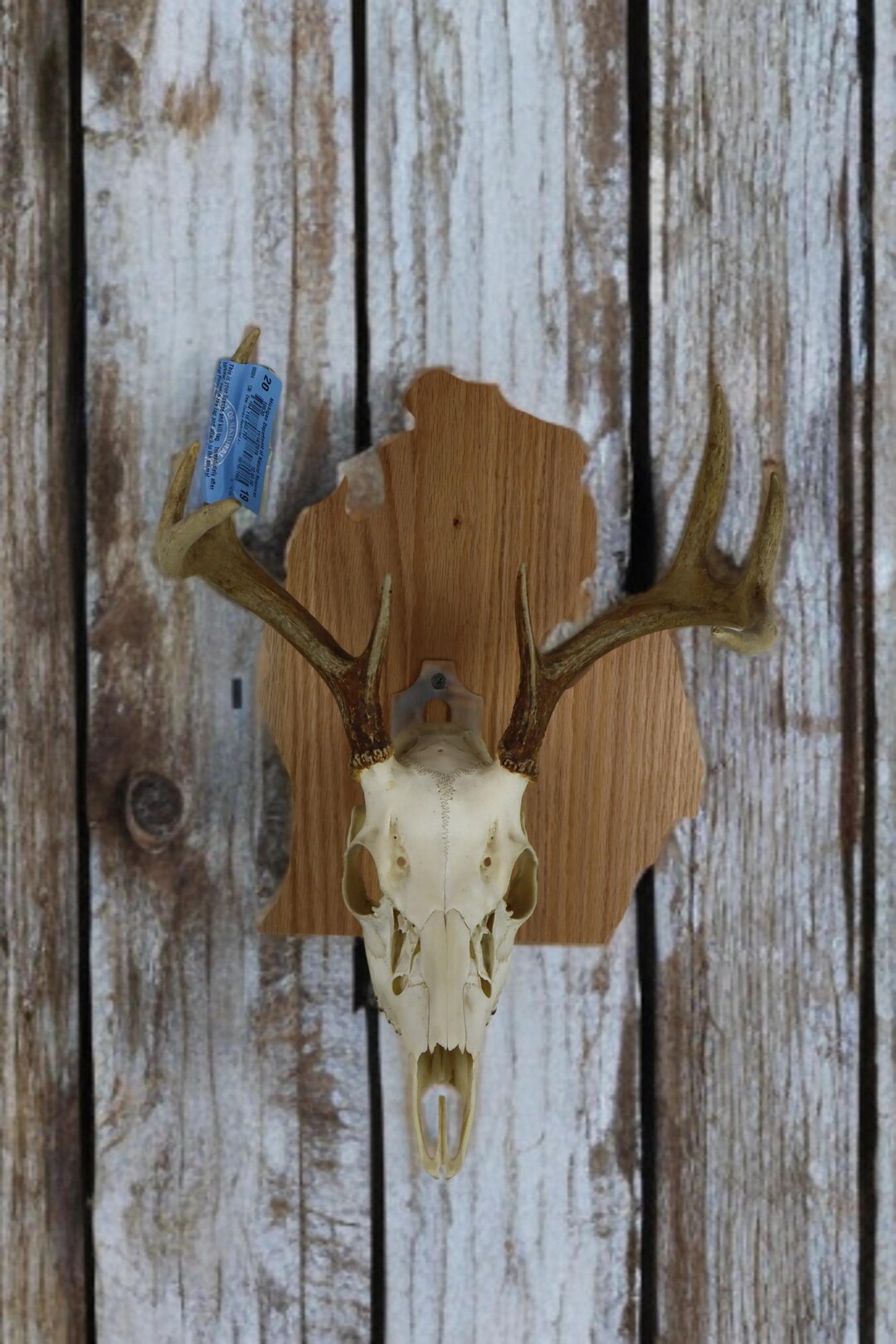 Red Oak MI Euro Skull Plaque - Etsy