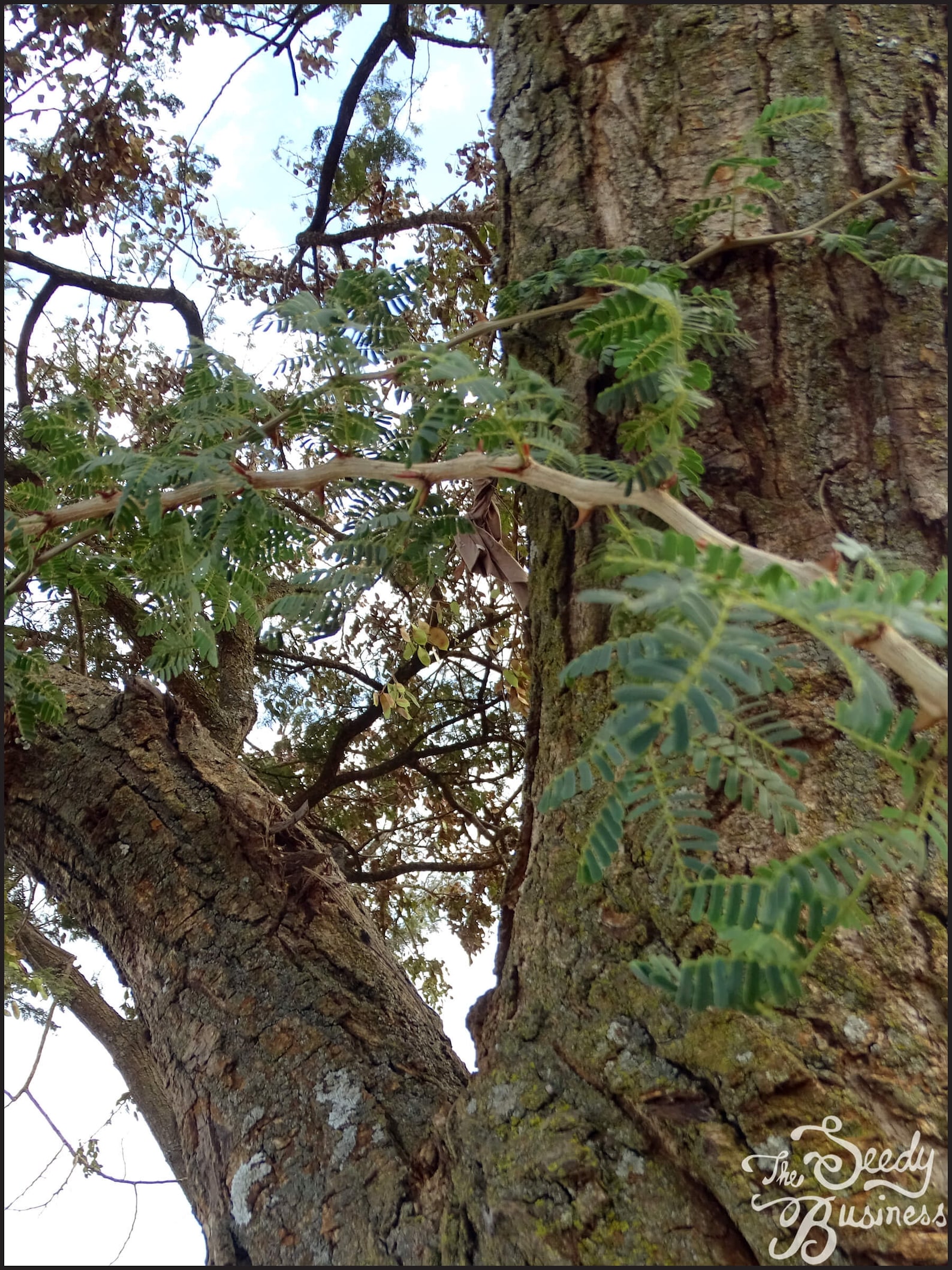 Acacia (senegalia) Polyacantha - White Thorn Tree - 20 or 100 Seeds for ...