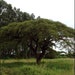 Vachellia (acacia) Sieberiana - Paperbark Acacia - 10, 25 or 100 Seeds ...