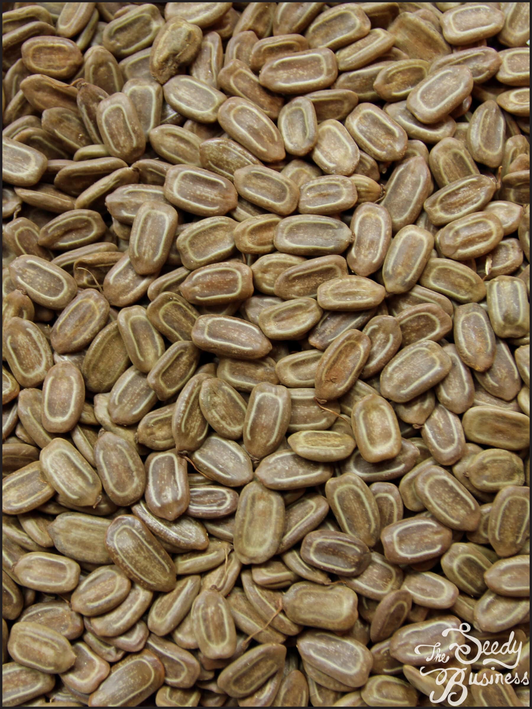 Vachellia (acacia) Gerrardii - Red Thorn Acacia - 10 or 100 Seeds for ...