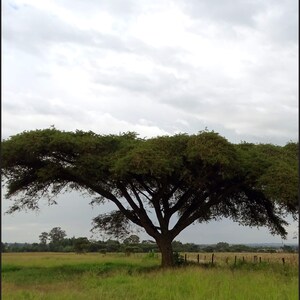 Vachellia (acacia) Sieberiana - Paperbark Acacia - 10, 25 or 100 Seeds ...