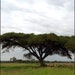 Vachellia acacia Sieberiana Paperbark Acacia 10, 25 or 100 Seeds for ...