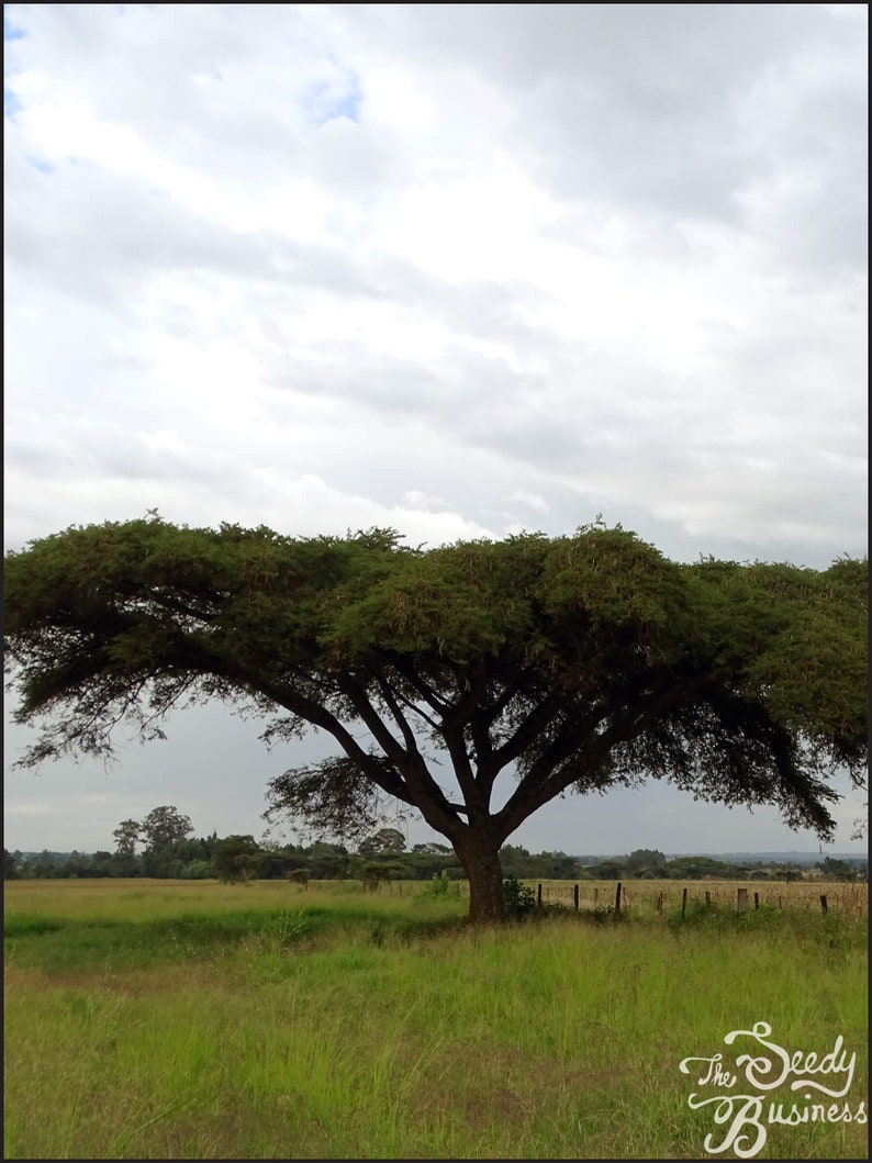 Vachellia (acacia) Sieberiana - Paperbark Acacia - 10, 25 or 100 Seeds ...